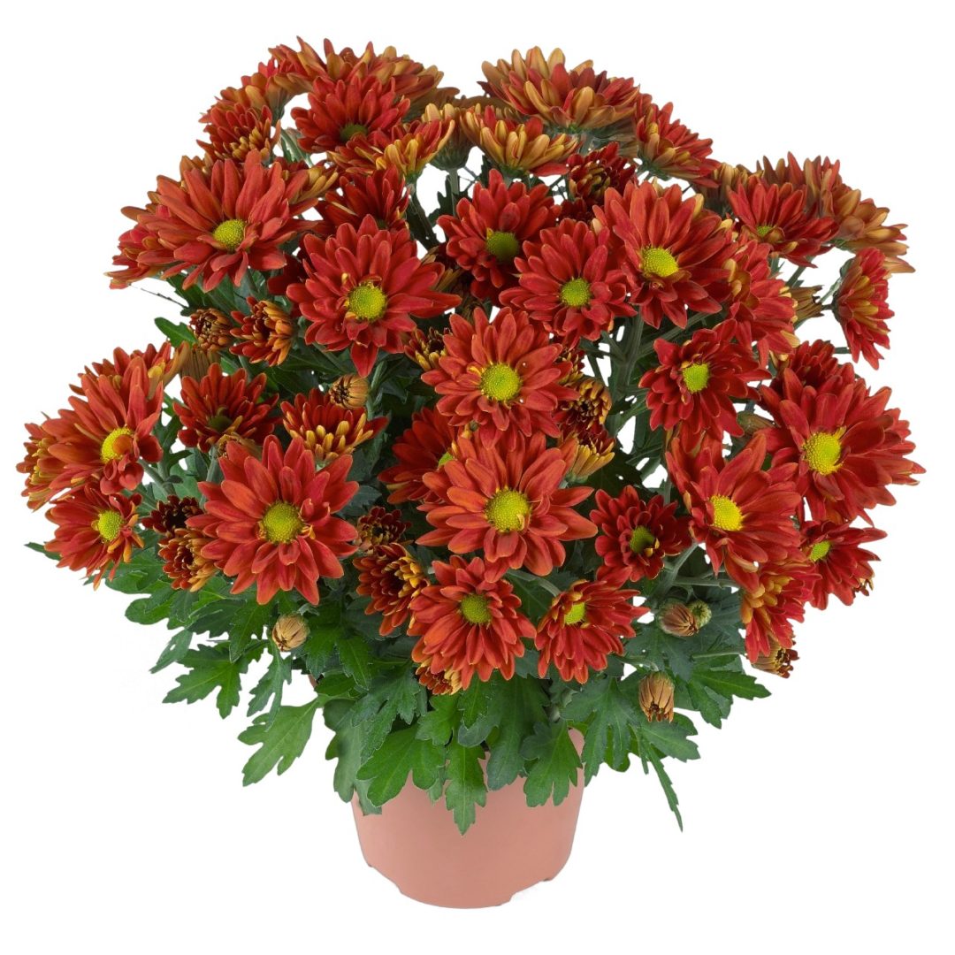 CHRYSANTHEMUM INDICUM | Steenbek