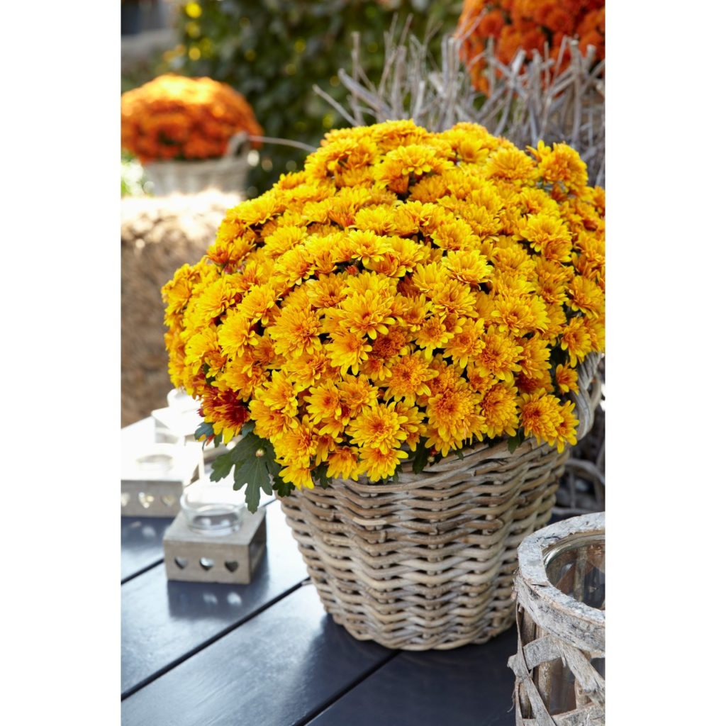 Chrysanthemum Multiflora | Steenbek