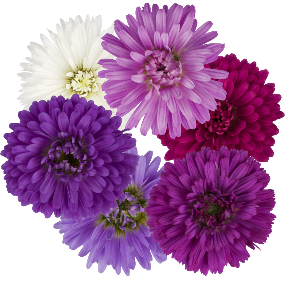 Victoria-Aster® | Steenbek